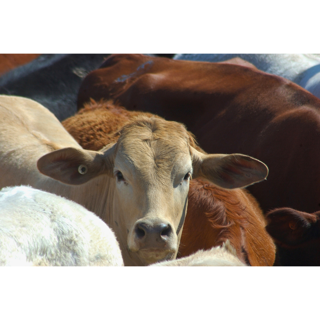 Livestock Marketing Association of Texas